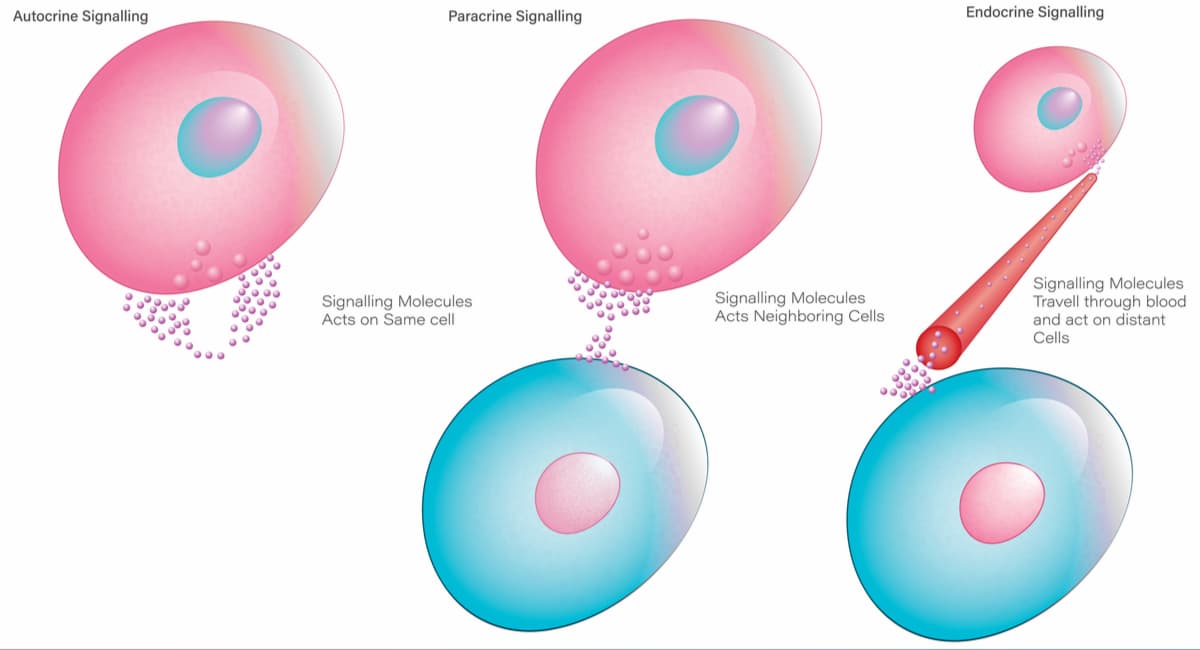 How does Cell to Cell Communication Happen? - SCALAR LIGHT