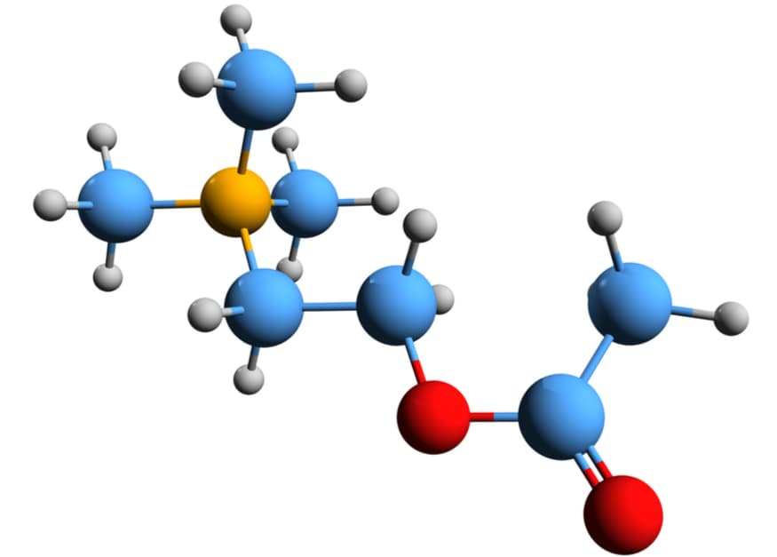 What Is Acetylcholine And What Does It Do? - SCALAR LIGHT