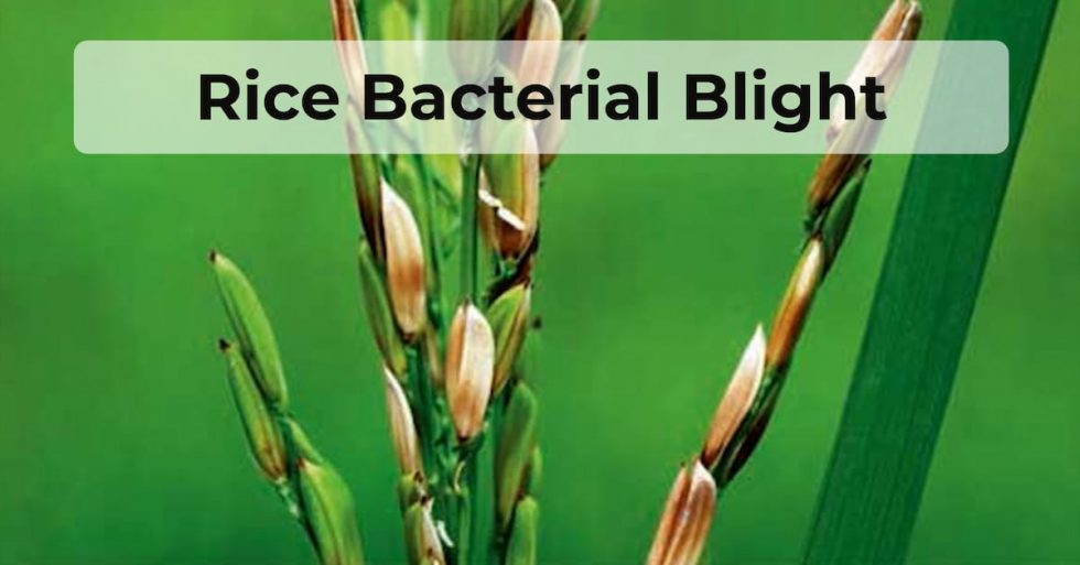 Rice Bacterial Blight - Causes, Affect and Control - SCALAR LIGHT